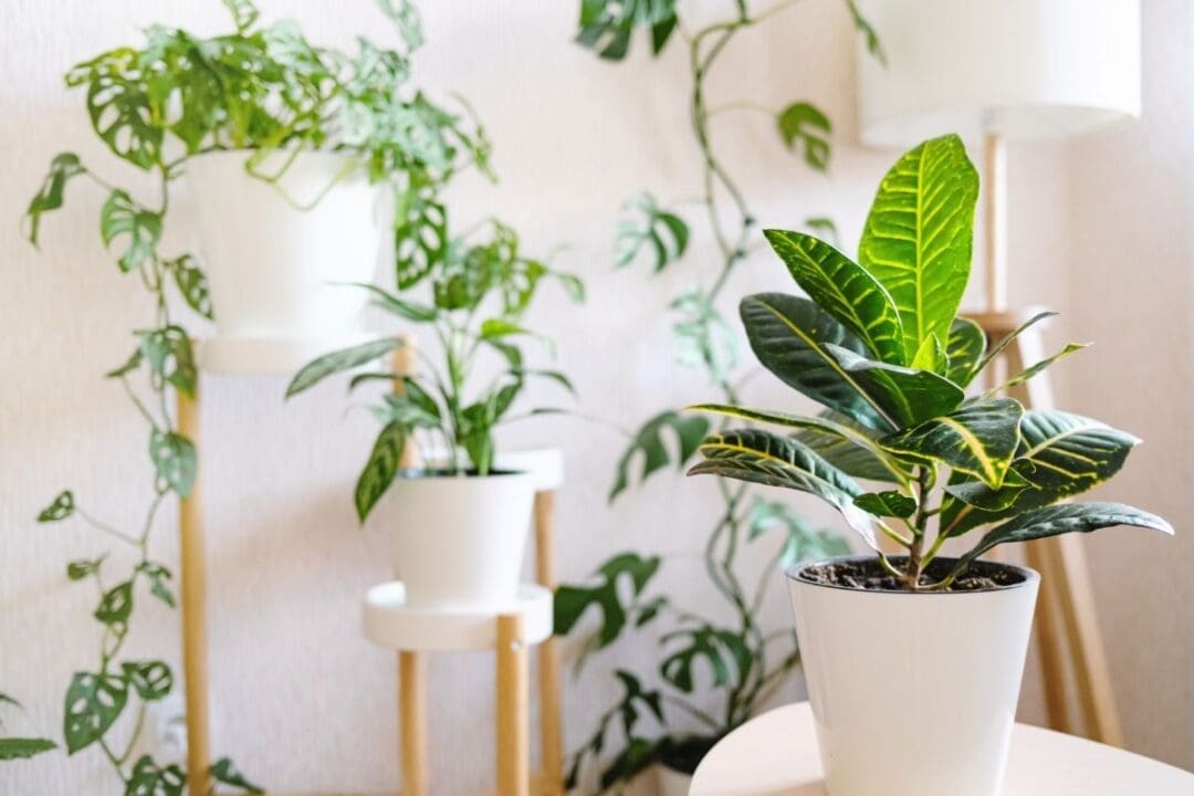How To Care For A Croton Plant? (Ultimate Care Guide) » Simplify Plants