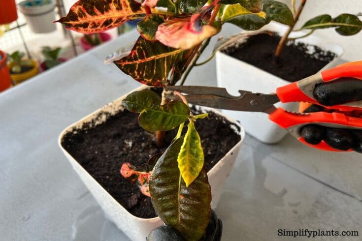 Why Are My Croton Leaves Drying? (Possible Problems+Solution ...