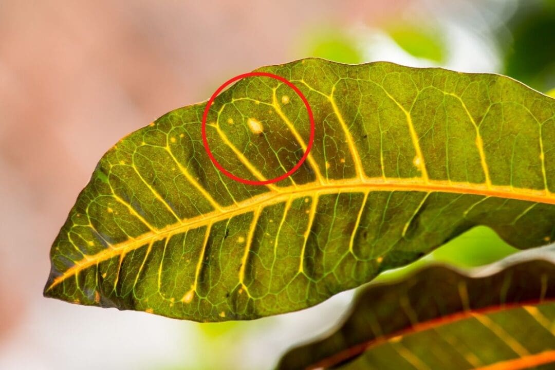 Why Are My Croton Leaves Drying? (Possible Problems+Solution ...