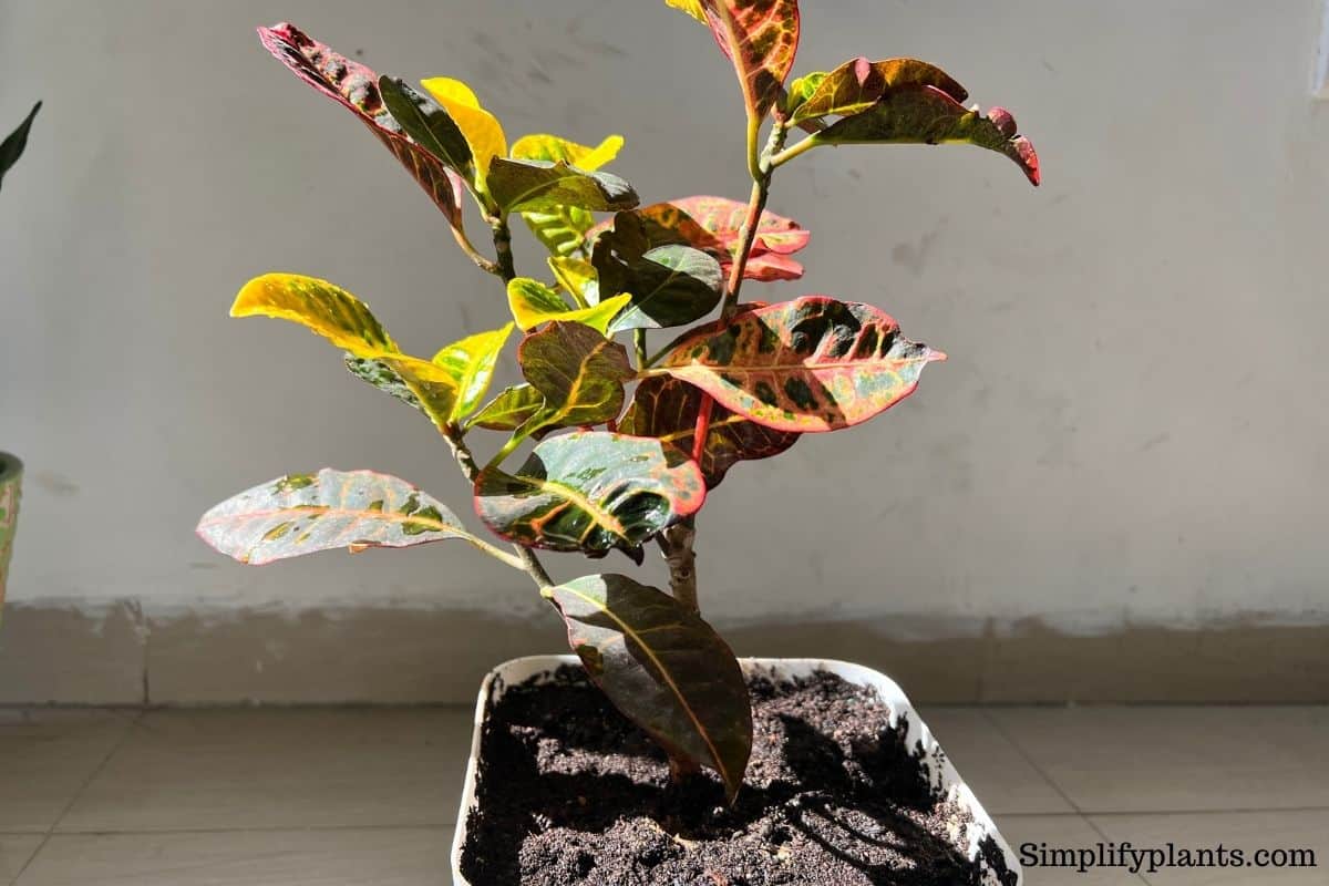 Can Crotons Get Too Much Sun? (Sunburn?) » Simplify Plants