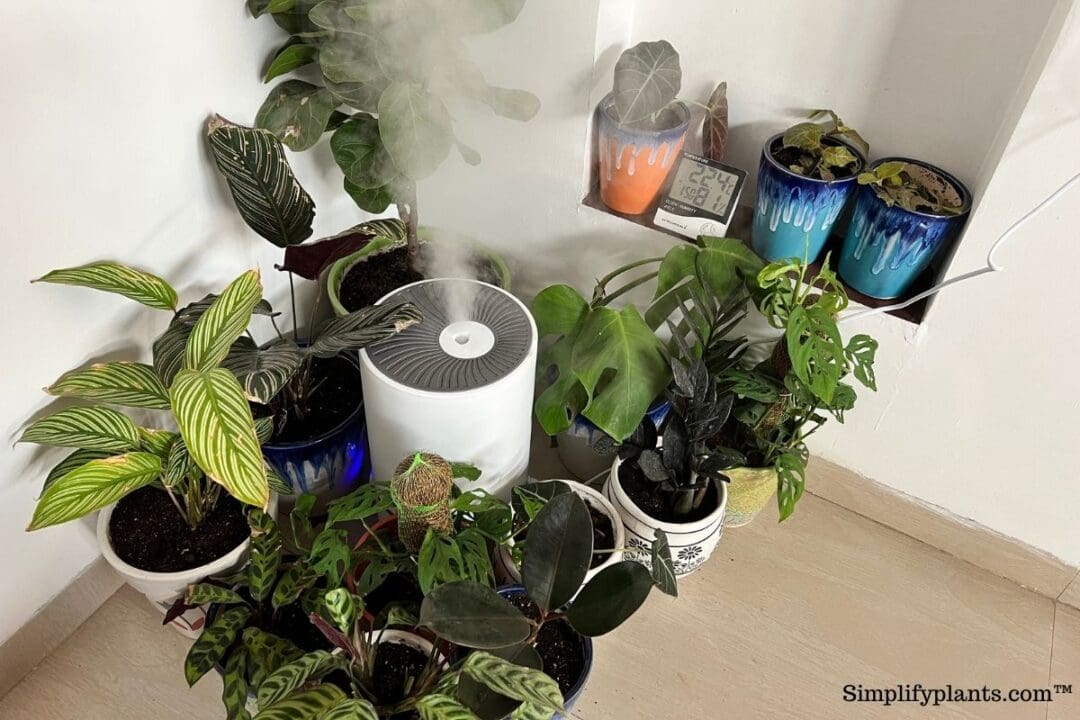 11 Ways To Increase Humidity Indoors For Plants » Simplify Plants