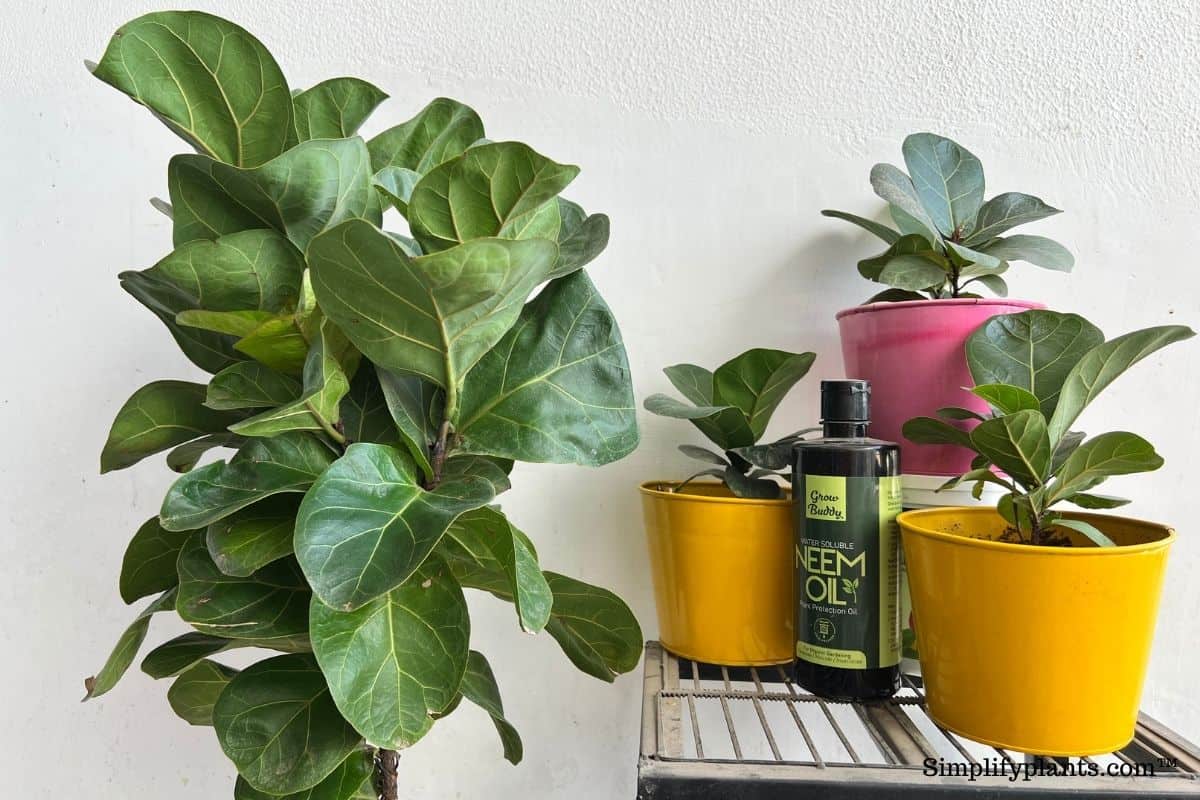 How Do I Get Rid Of Bugs On My Fiddle Leaf Fig? » Simplify Plants