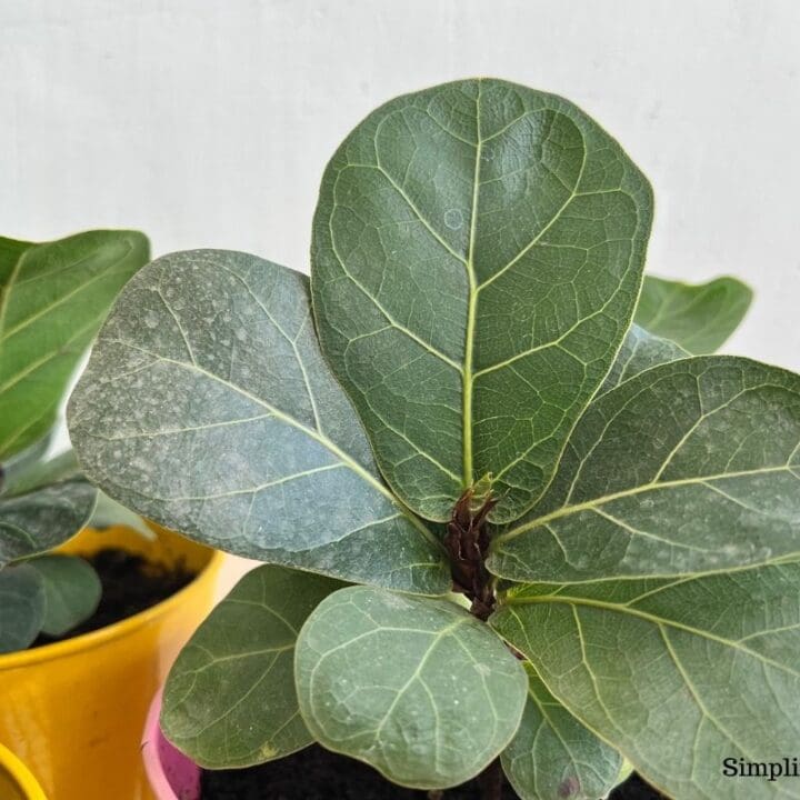 Fiddle Leaf Fig Not Growing