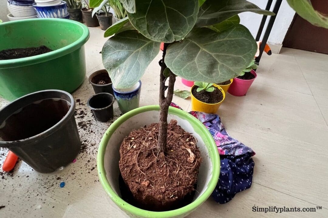 Do Fiddle Leaf Figs Like To Be Root Bound? (+ How To Fix It) » Simplify ...