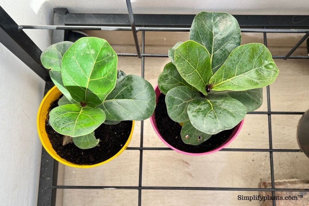 Fiddle Leaf Fig Not Growing