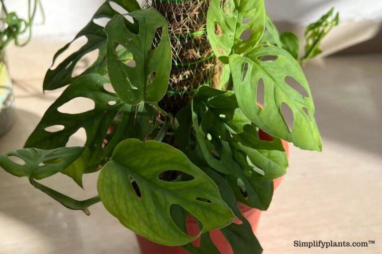 Where To Place A Monstera Plant? (Tips & Factors Deciding Placement ...