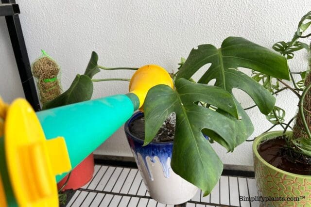 How Often Do You Water A Monstera? (Watering Requirements+Tips ...