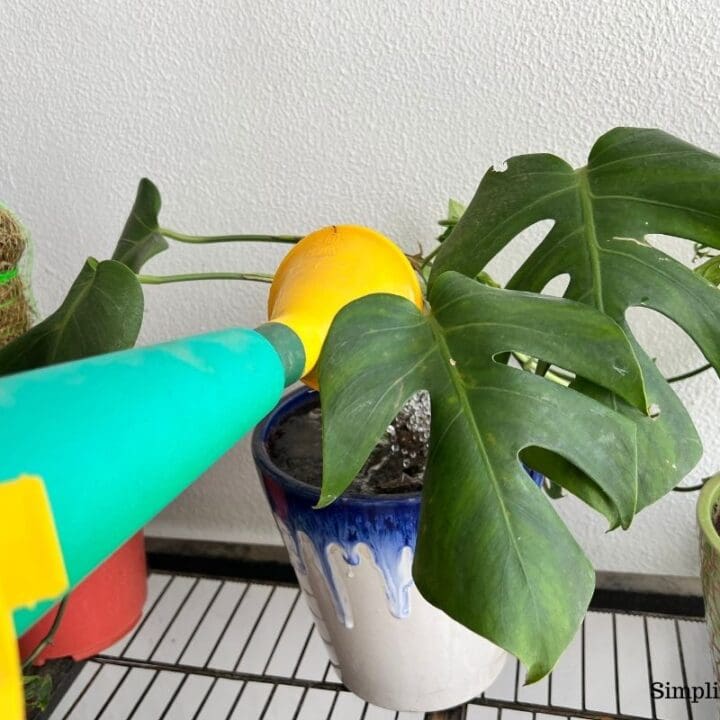 How Often Do You Water A Monstera? (Watering Requirements+Tips ...