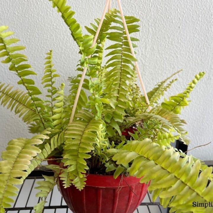 How To Care For Boston Fern (Ultimate Care Guide) – Simplify Plants