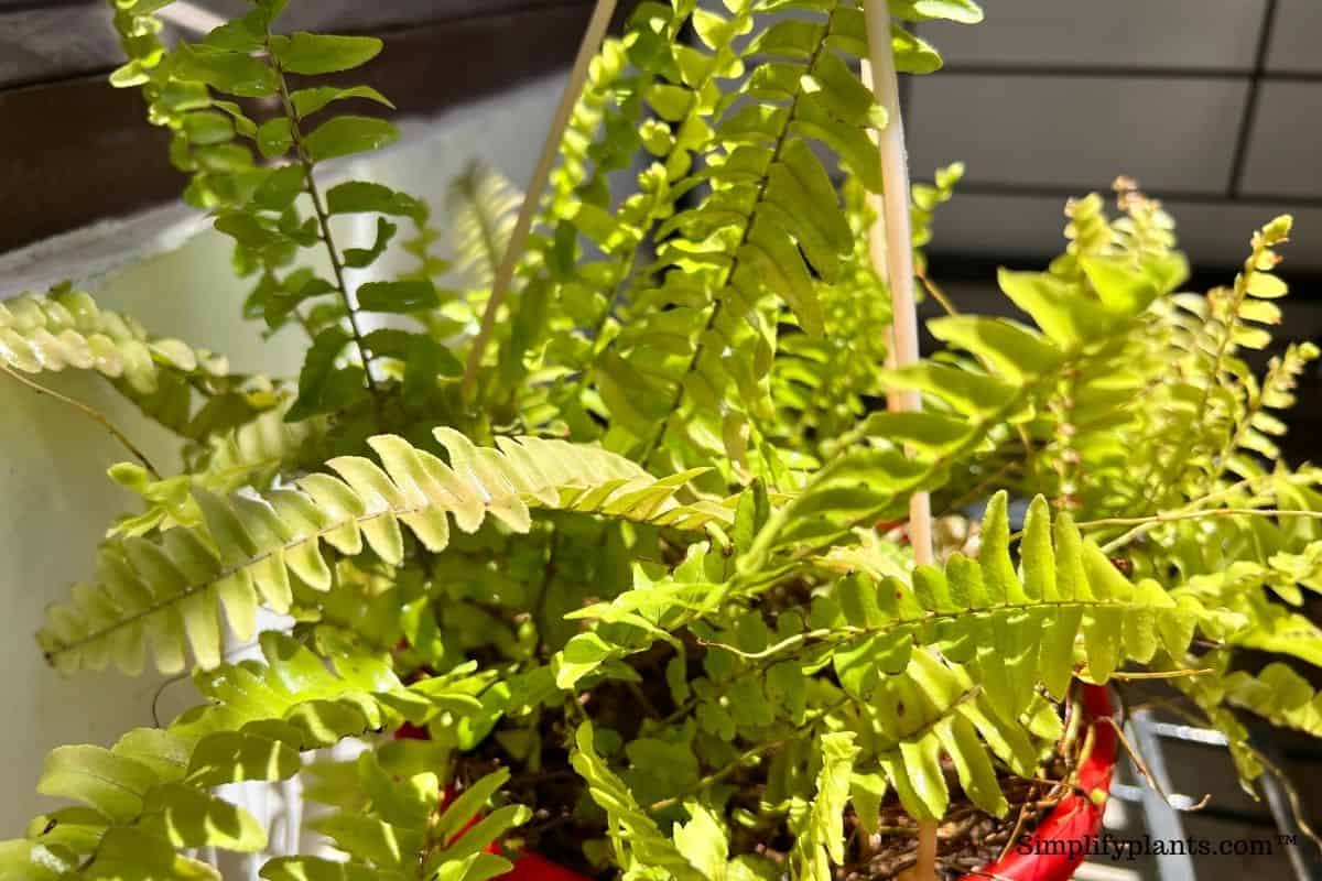Boston Fern Sunburn: Signs, Causes & How To Fix » Simplify Plants