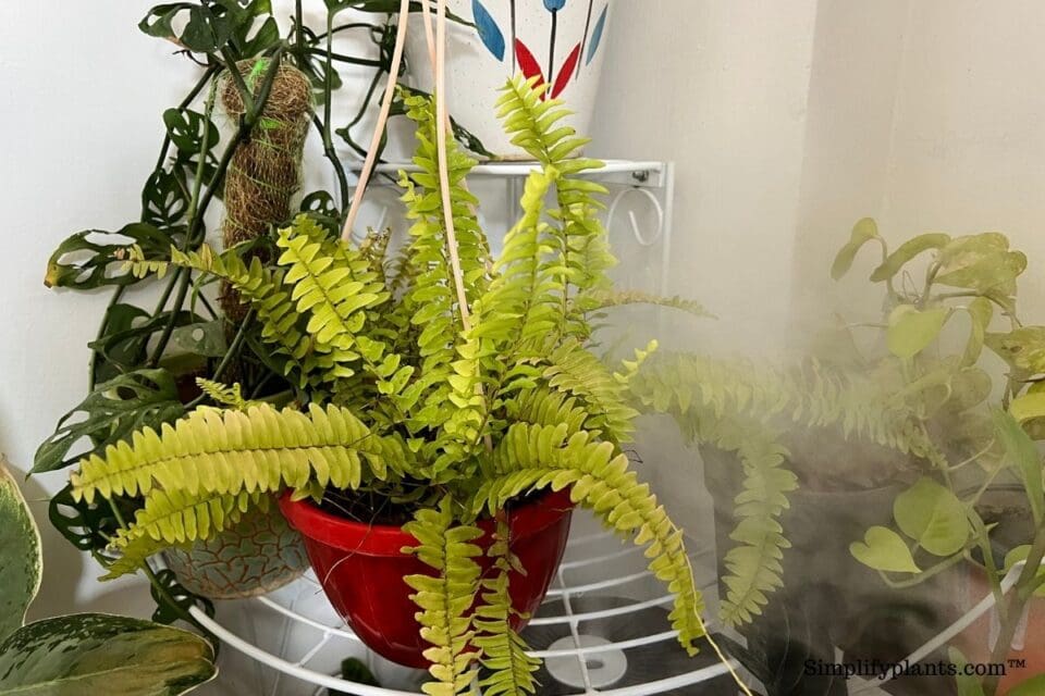 Why Is My Boston Fern Turning Yellow? (Causes+How To Fix) – Simplify Plants