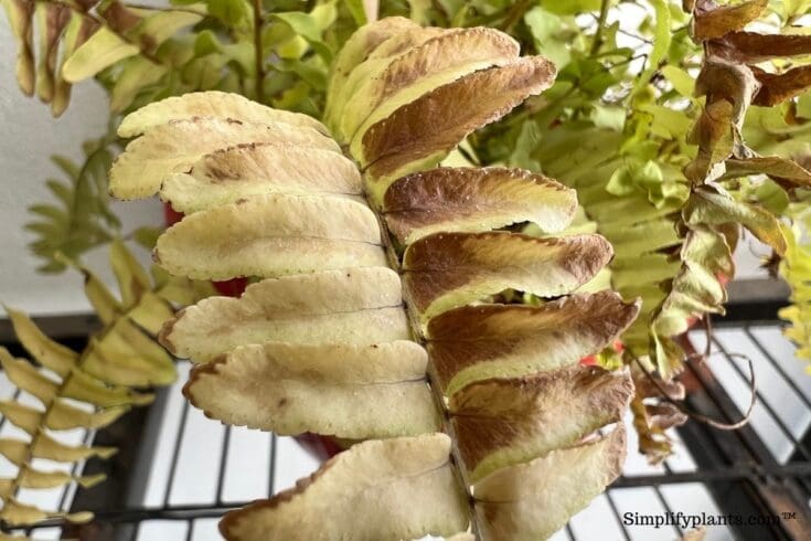 9 Signs Of Over-Fertilized Plants (+How To Fix It) » Simplify Plants