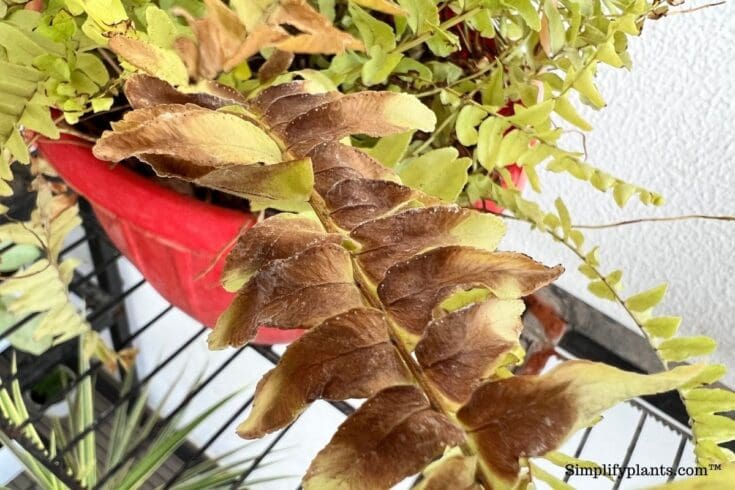 Why Is My Boston Fern Turning Yellow? (Causes+How To Fix) » Simplify Plants