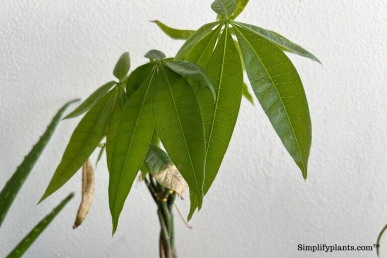How Fast Does A Money Tree Grow? (+Factors Affecting Growth) » Simplify ...