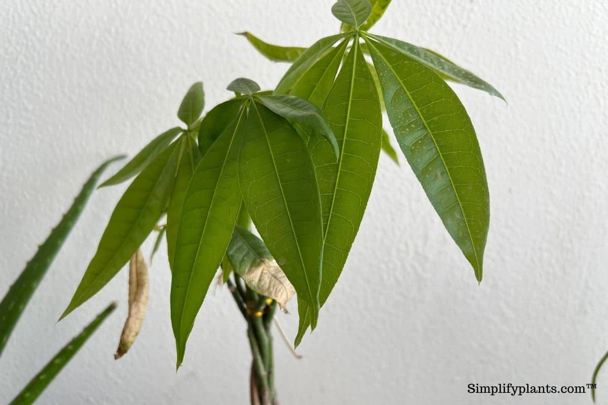 Can You Put A Money Tree Outside? (How To Do It The Right Way ...