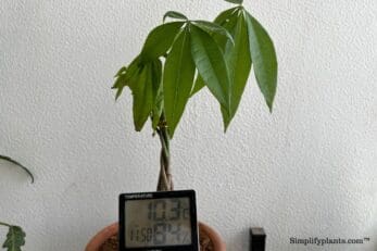Why Are My Money Tree Leaves Curling? (Causes+How To Fix) – Simplify Plants
