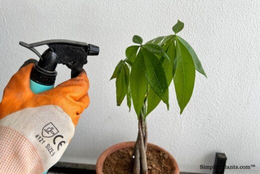 How To Care For Money Tree? (Ultimate Care Guide) – Simplify Plants
