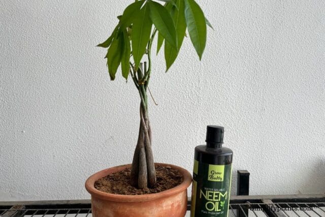 How Do You Revive A Dying Money Tree? (Possible Problems+Solution ...