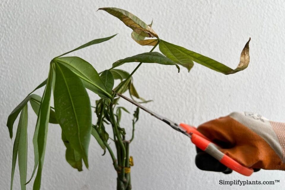 How To Prune A Money Tree? (Why To Prune+Steps) » Simplify Plants