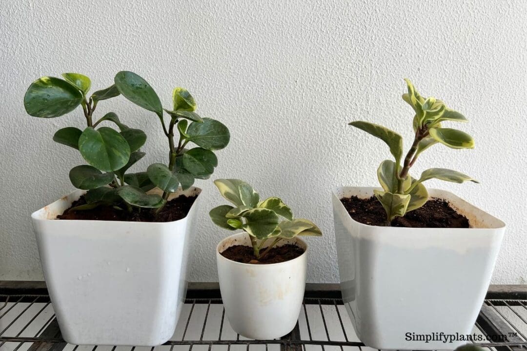 How Fast Does Peperomia Grow? (+Factors Affecting Growth) » Simplify Plants