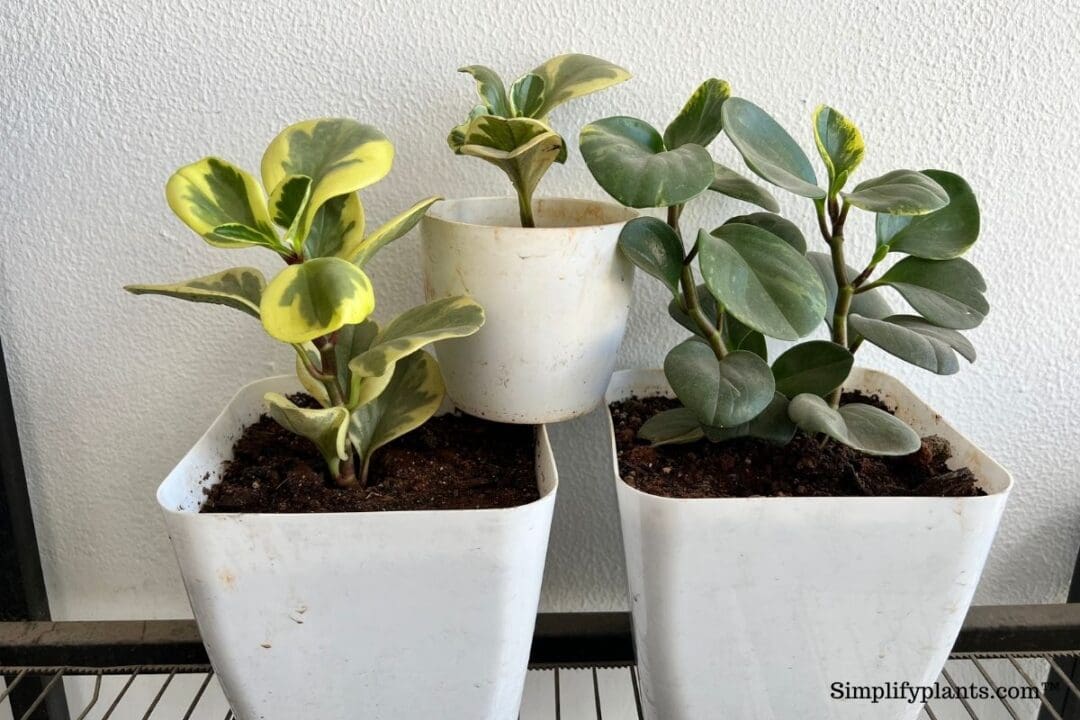 How Fast Does Peperomia Grow? (+Factors Affecting Growth) » Simplify Plants