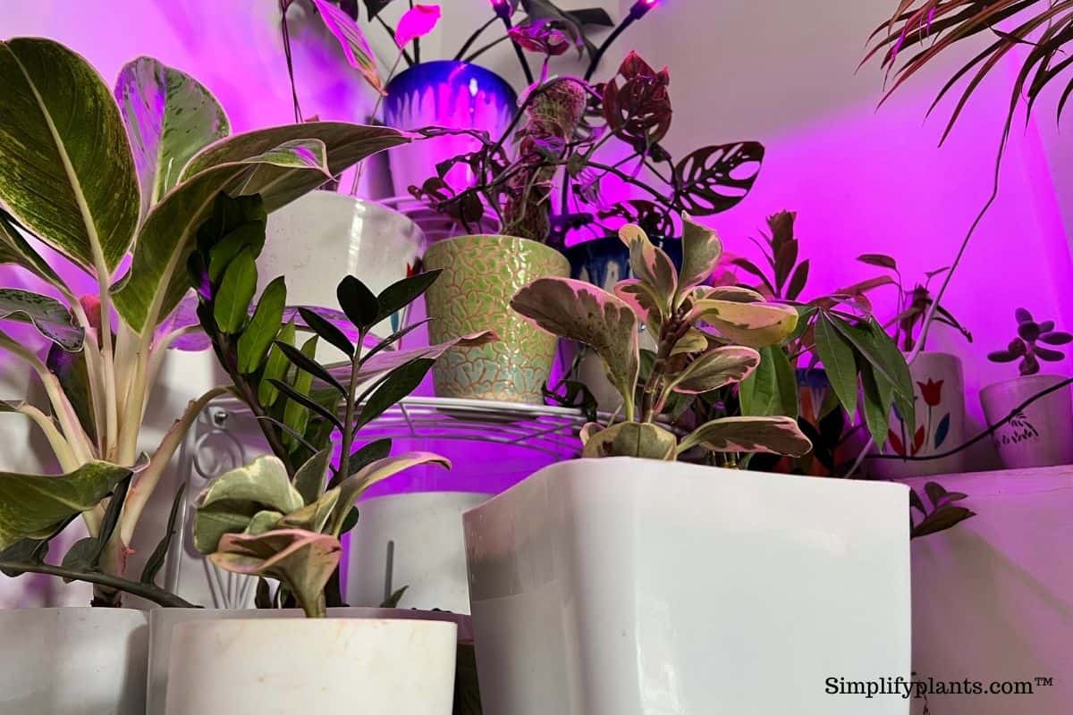 Do Regular Light Bulbs Help Plants Grow? (+Type Of Bulbs) » Simplify Plants