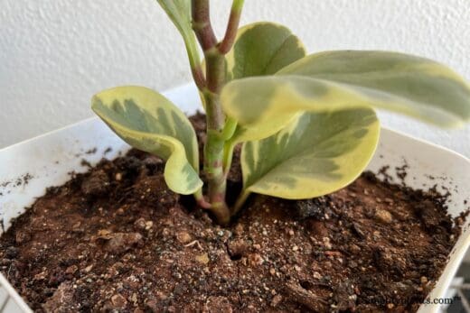 How To Propagate Peperomia Plant? (A Step-By-Step Guide) » Simplify Plants