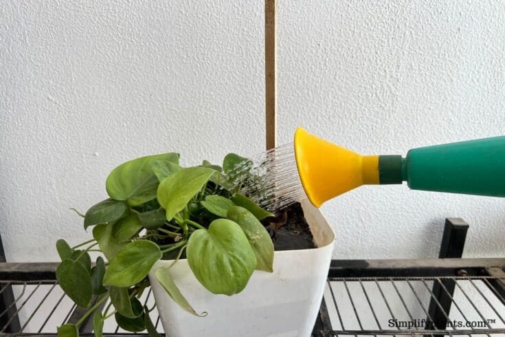 9 Signs Of Over-Fertilized Plants (+How To Fix It) » Simplify Plants