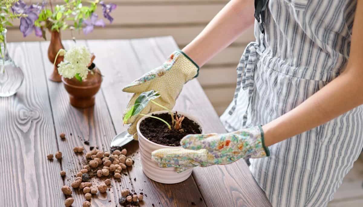 8 Tips To Keep Your Plants Alive While You’re On Vacation » Simplify Plants