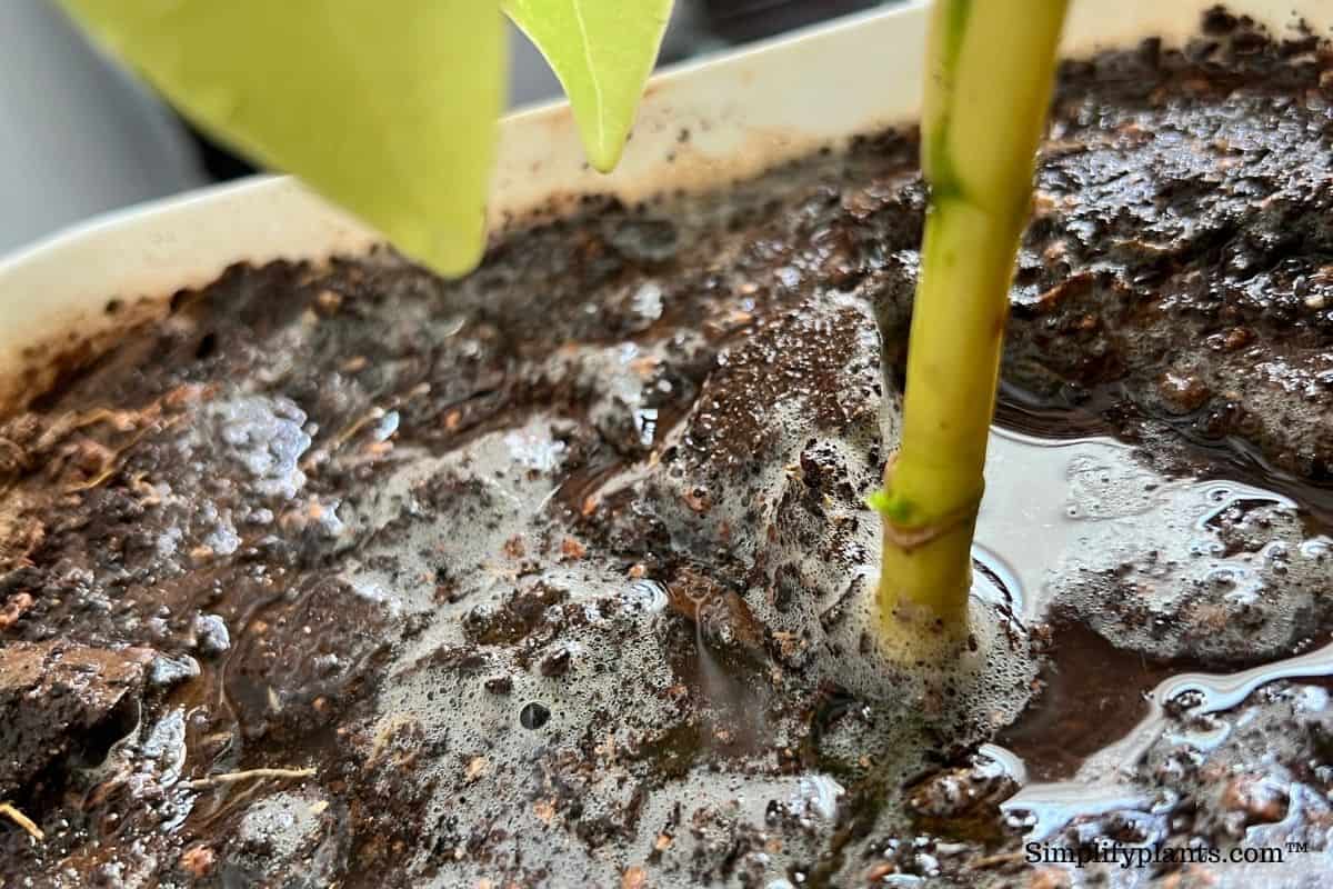 Schefflera Watering Guide: How Much, How Often, How To & More ...