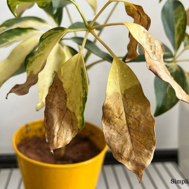 Schefflera Braune Blatter