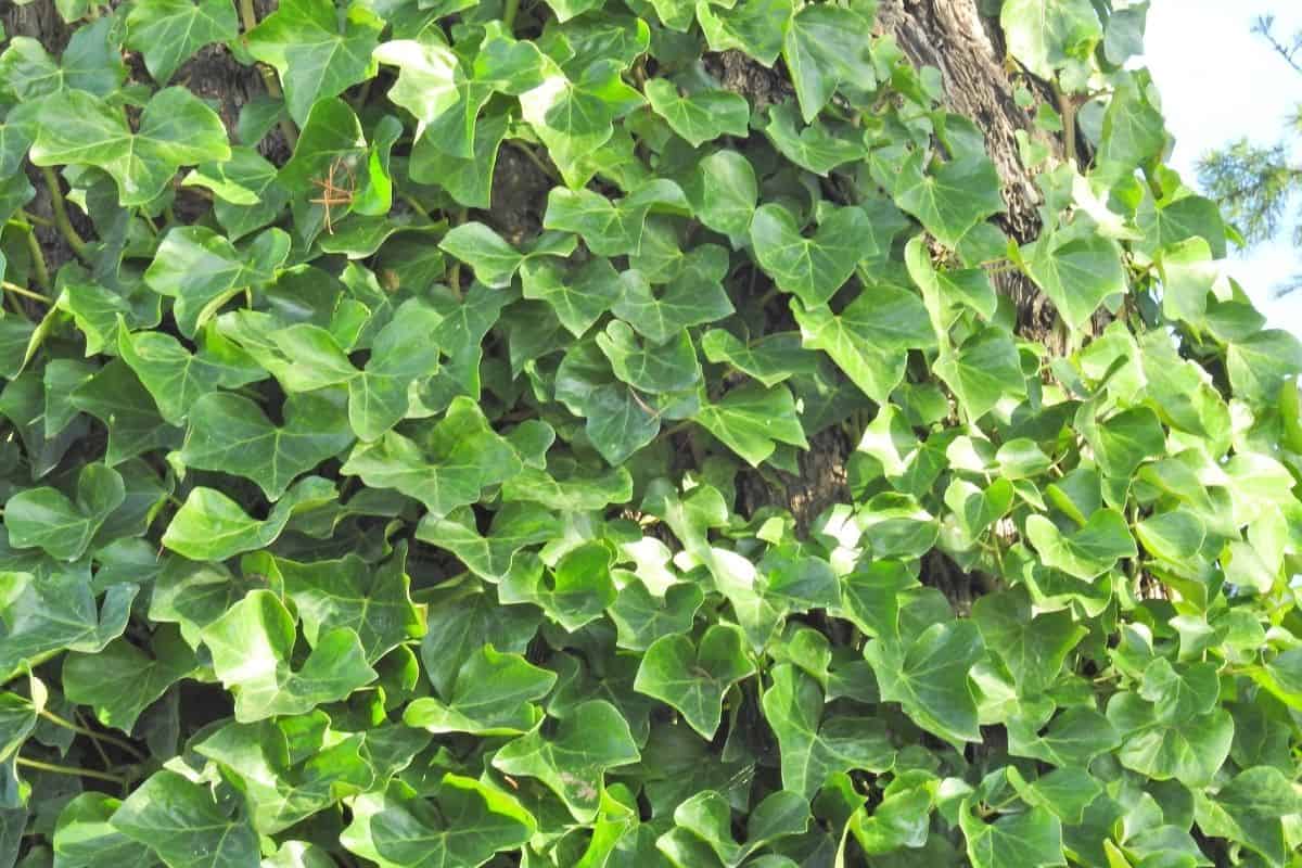 How To Care For English Ivy? (Ultimate Care Guide) » Simplify Plants