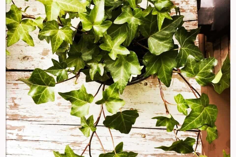 How To Propagate English Ivy? (Soil+Water Propagation Guide) » Simplify ...