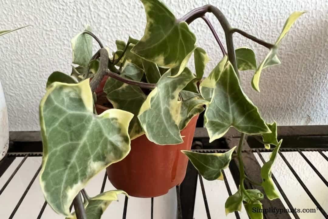 Can English Ivy Grow In Water? (+How To?) » Simplify Plants