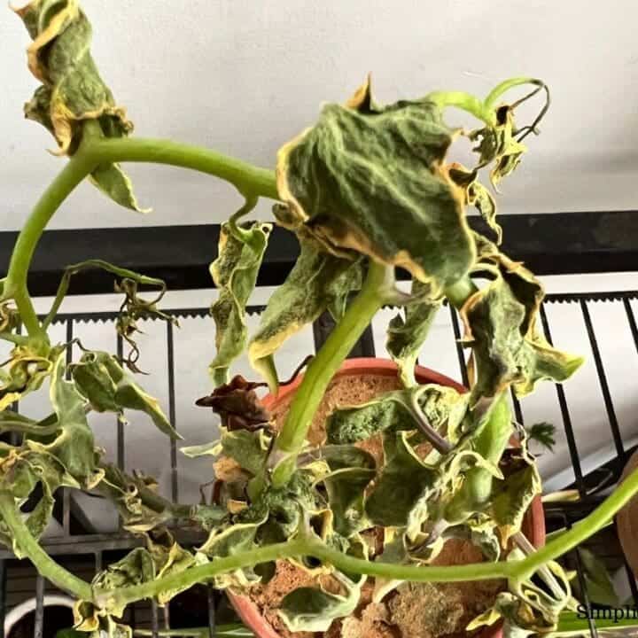 Can English Ivy Get Too Much Sun? (Sunburn) – Simplify Plants