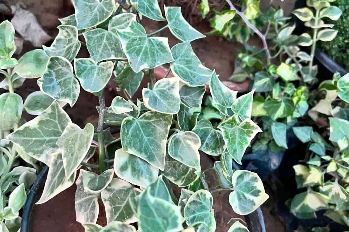English Ivy Temperature Tolerance: Ideal Temperature+High/Low Range ...