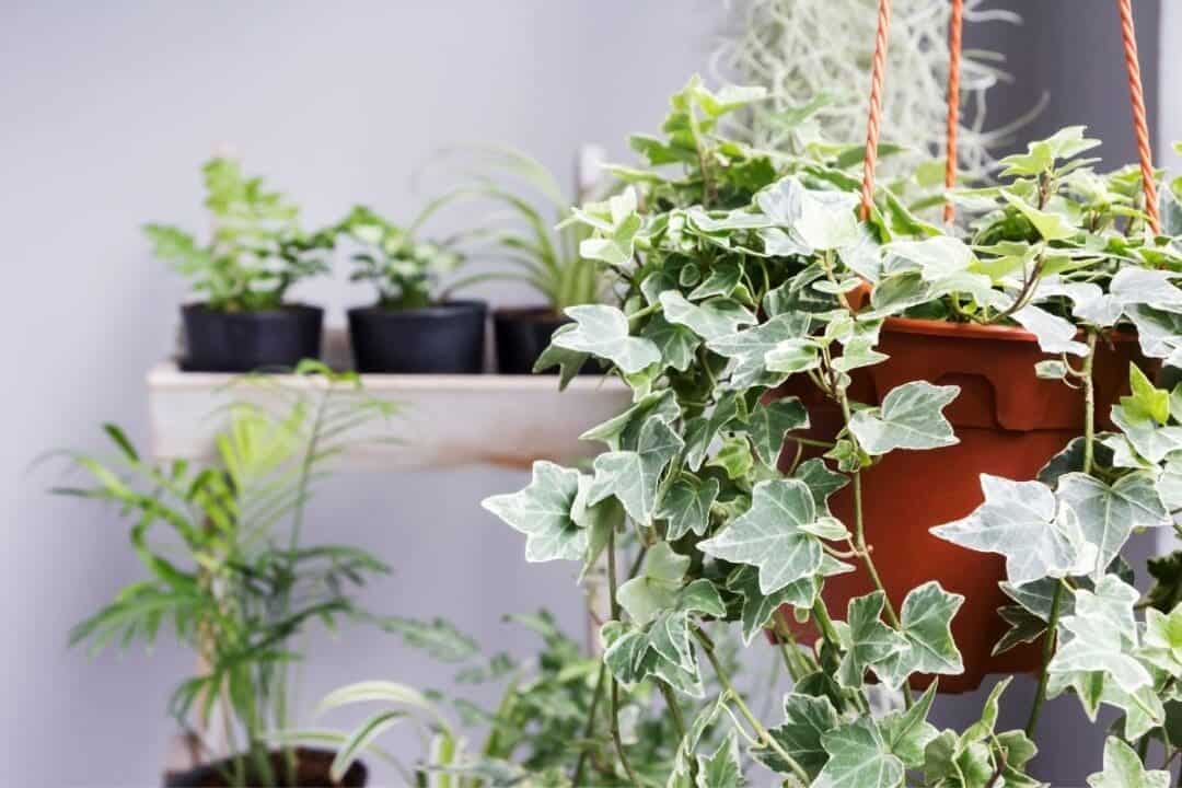 How To Care For English Ivy? (Ultimate Care Guide) » Simplify Plants
