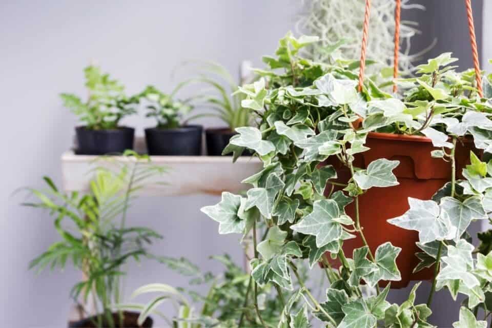 How To Care For English Ivy? (Ultimate Care Guide) » Simplify Plants