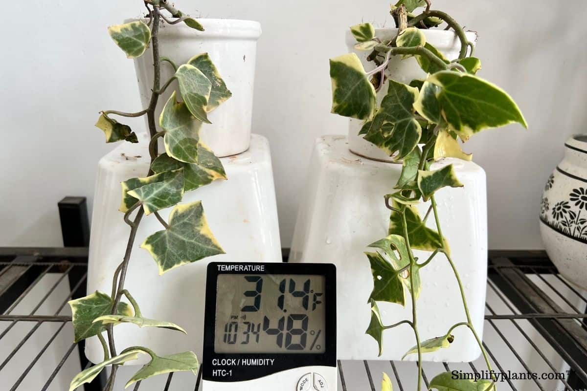 How Often To Water English Ivy? (Ivy Watering Guide) » Simplify Plants