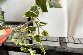 How To Prune English Ivy? (Best Time+Tips To Follow) » Simplify Plants