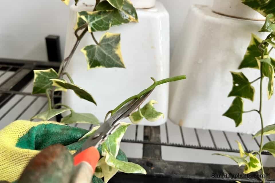 How To Prune English Ivy? (Best Time+Tips To Follow) » Simplify Plants