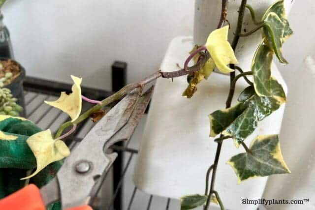 How To Care For English Ivy? (Ultimate Care Guide) » Simplify Plants
