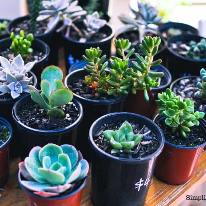 Simplify Plants – House Plants Made Simple
