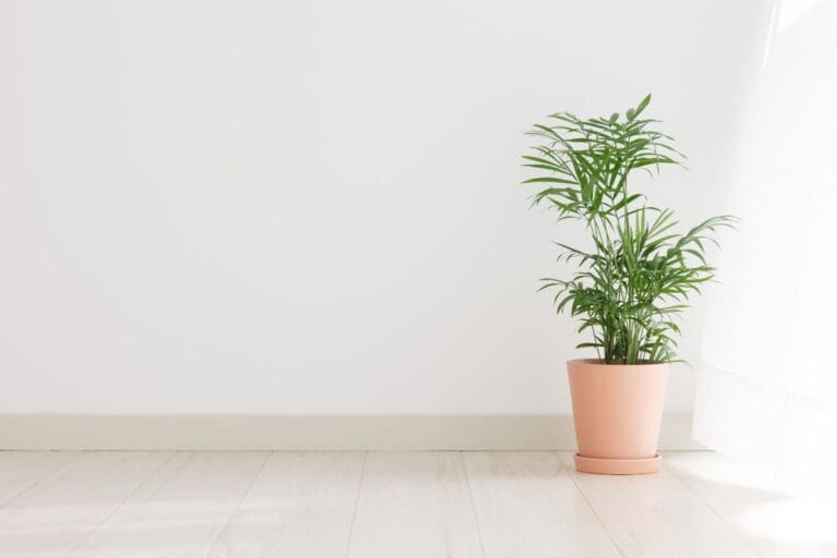 19 Beautiful Houseplants Safe For Cats » Simplify Plants