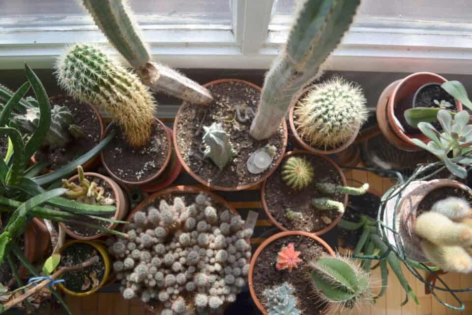 Mold On Houseplant Soil: Causes & Easy Fixes » Simplify Plants