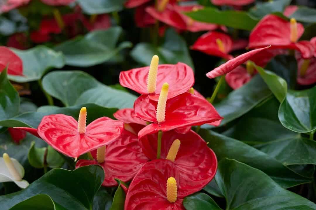 Anthurium Plant Care Guide: Tips For Lush, Long-Lasting Blooms ...