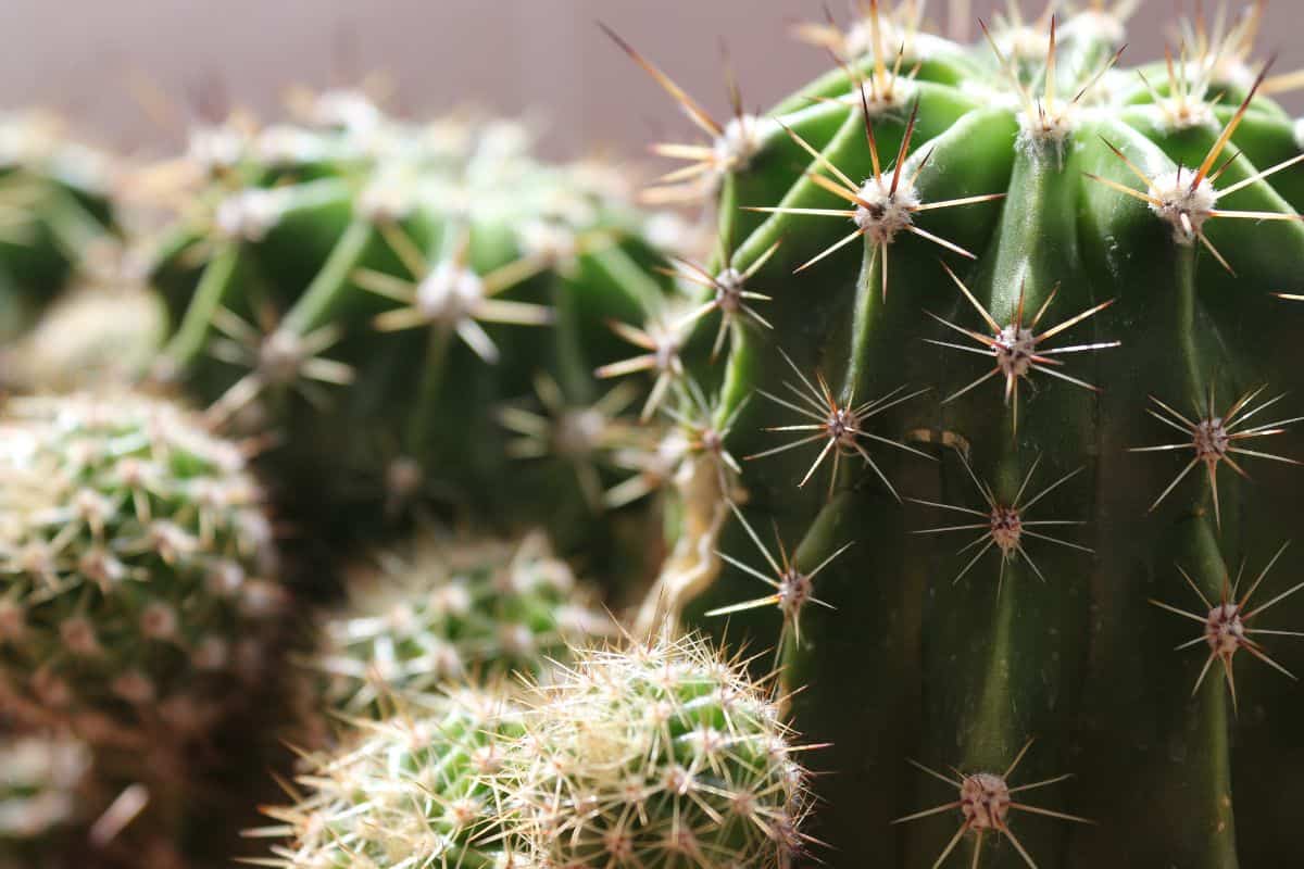 Why Do Cacti Have Spines Instead Of Leaves? » Simplify Plants