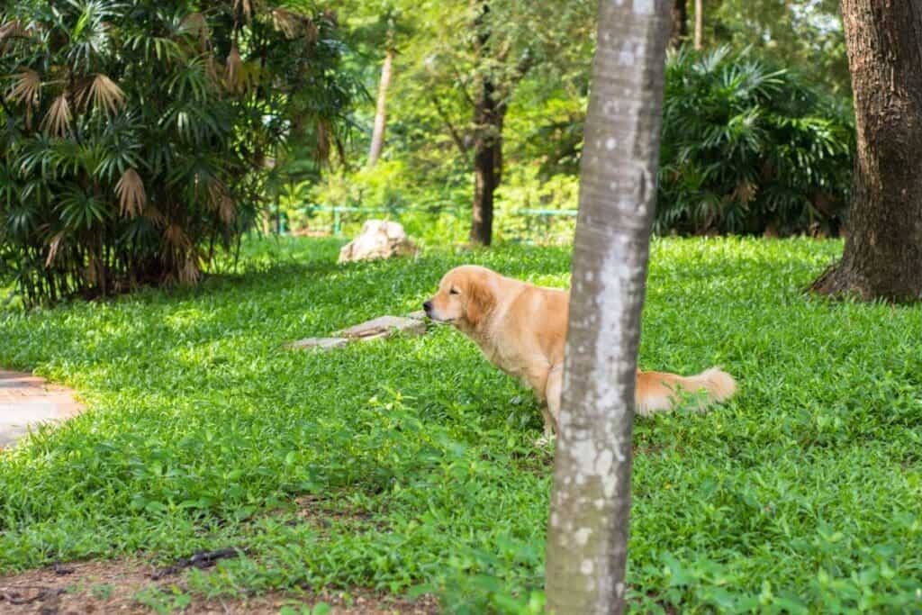 Is Dog Poop Good Fertilizer For Trees Simplify Plants Is Dog Poop Good Fertilizer For Trees Simplify Plants