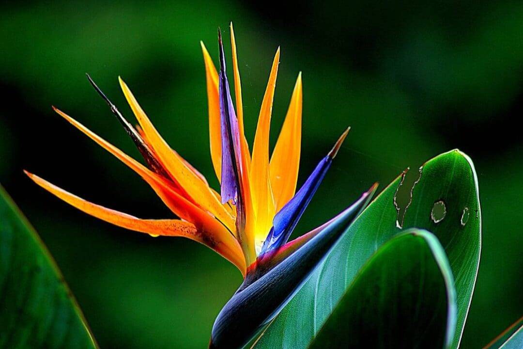 Why Is My Bird Of Paradise Sticky? (2 Causes+Fix) » Simplify Plants