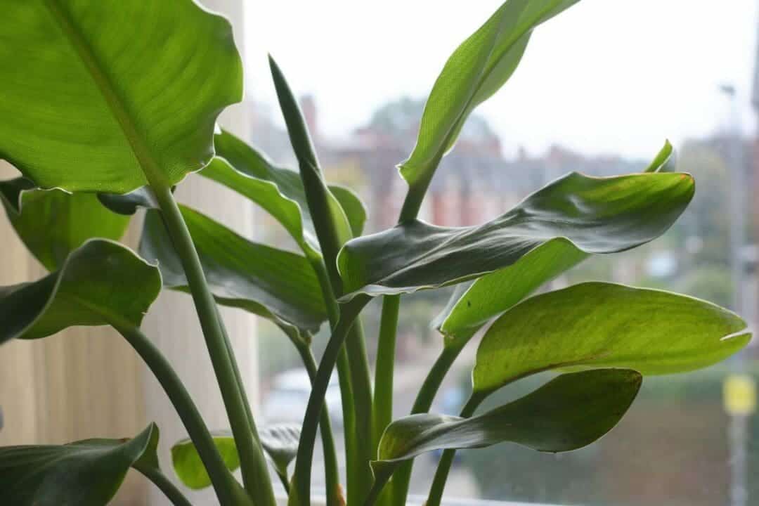 When Do Bird Of Paradise Bloom? (How Often+How Long It Last) » Simplify ...